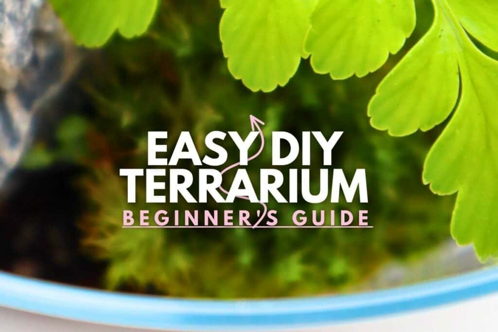 How to Make a Terrarium - A Beginner’s Guide (Easy DIY)