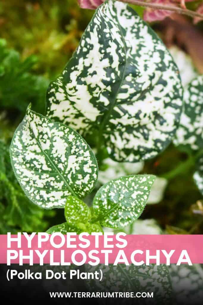 Hypoestes phyllostachya: Secrets of the Polka Dot Plant - Terrarium Tribe