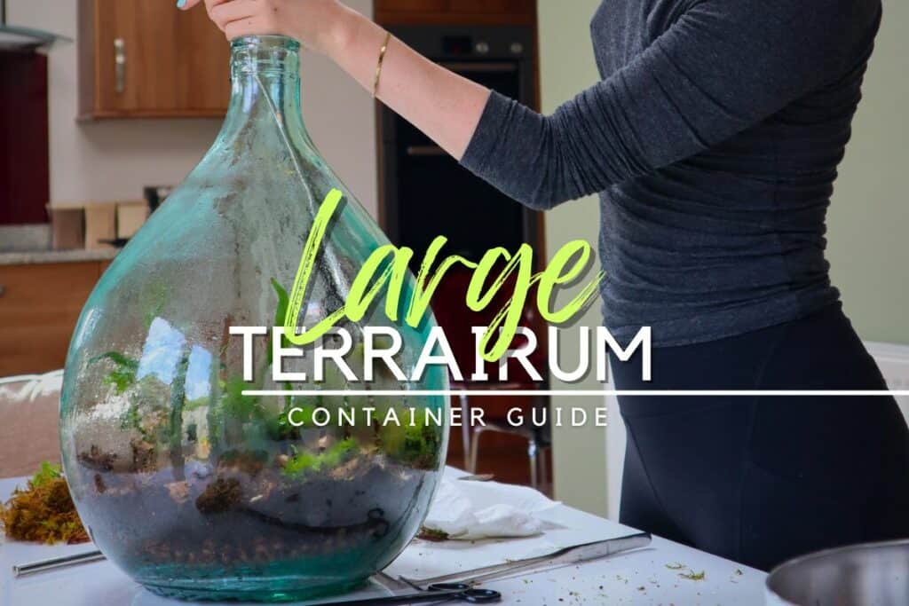 Going Big? How to Choose a Large Terrarium Container - Terrarium Tribe