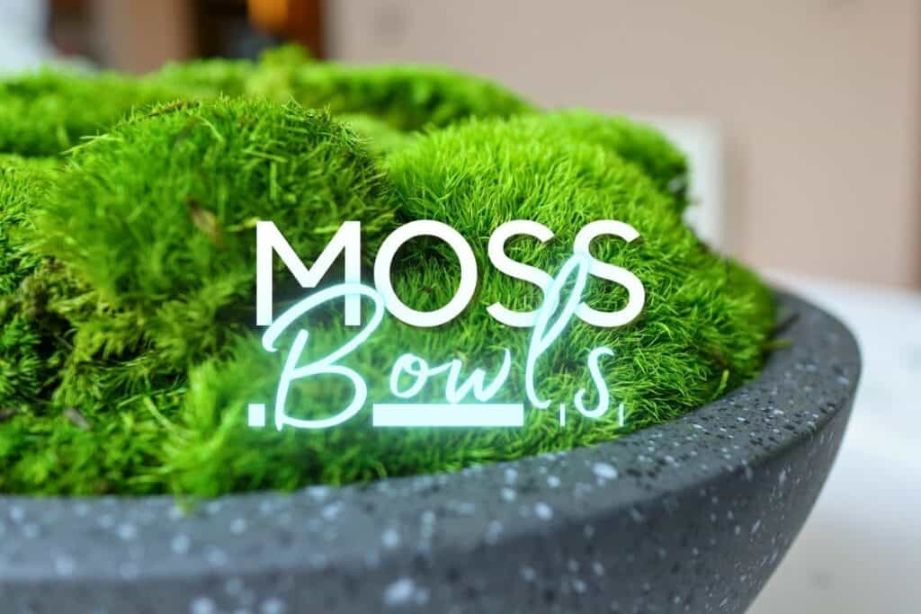 How to Make a Moss Bowl (Preserved) DIY Guide