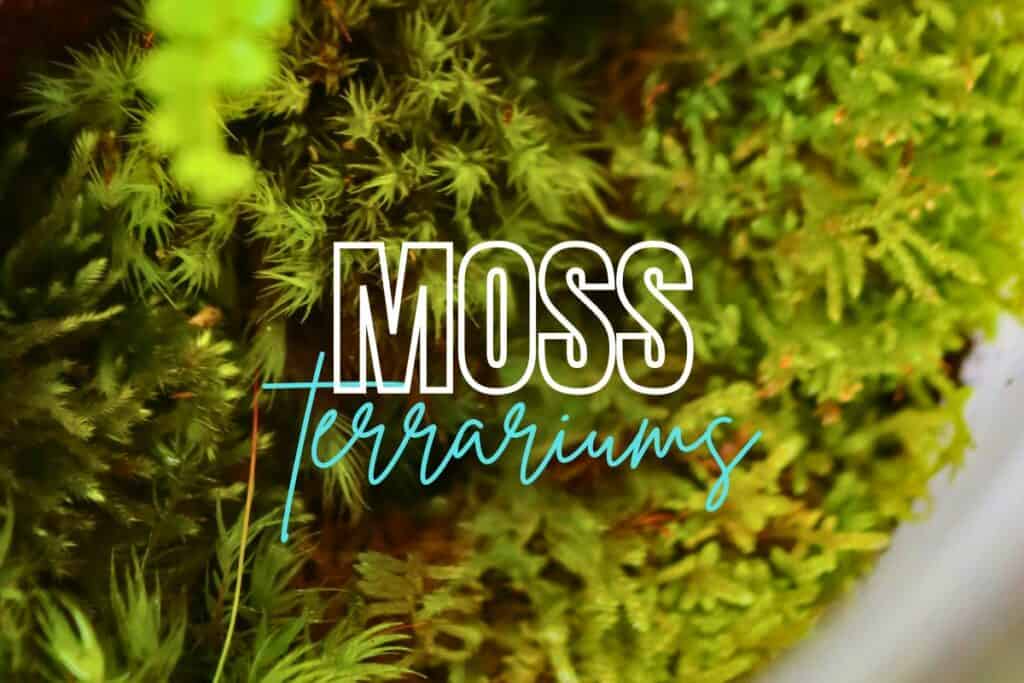 How to Make a Moss Terrarium (DIY Mossarium): Step-by-Step