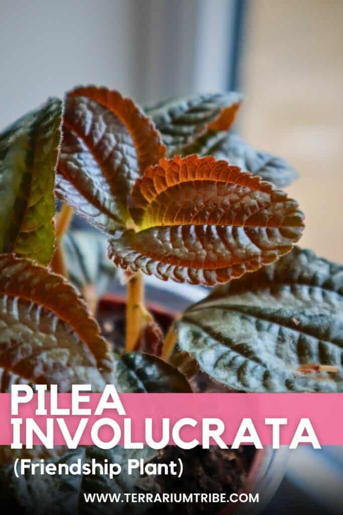Pilea involucrata: A Complete Guide to the Friendship Plant