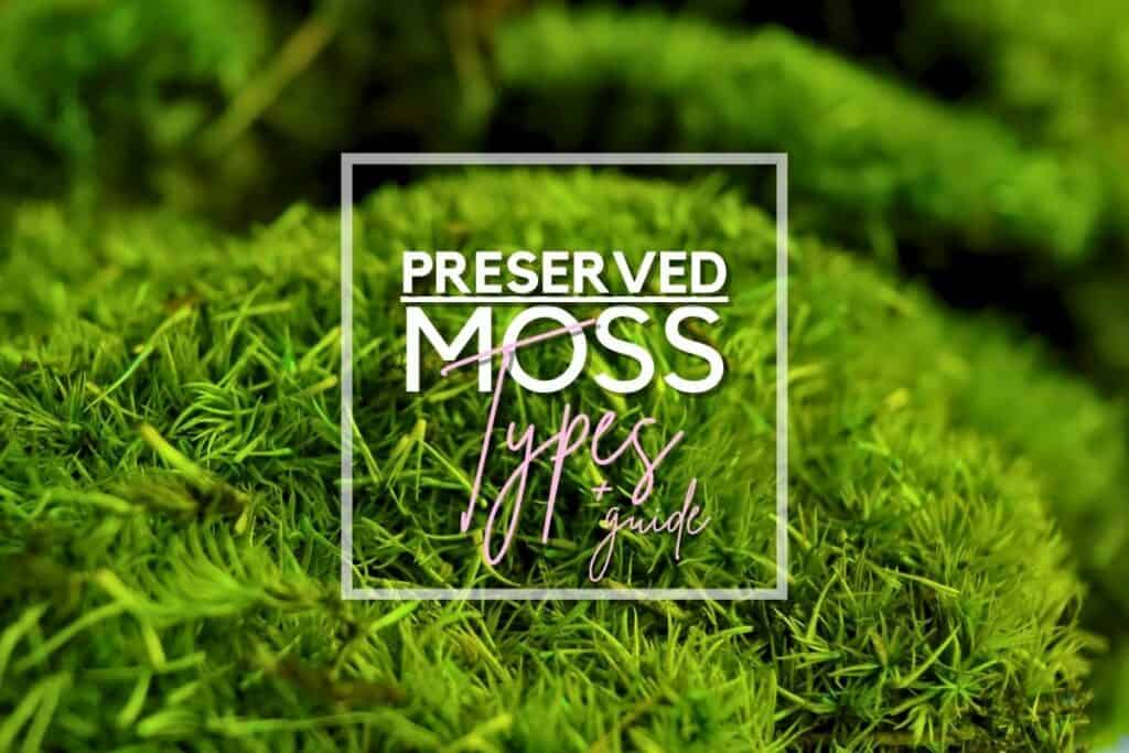 Preserved Moss: Best Types and Creative Applications