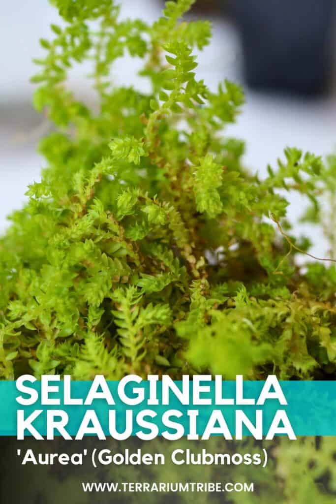 Selaginella kraussiana - Secrets of the Golden Clubmoss - Terrarium Tribe