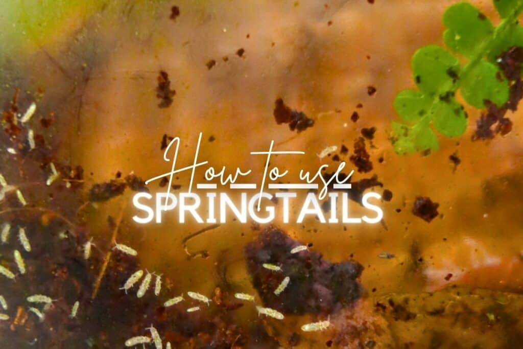 Springtails in Terrariums: Say Goodbye to Mold! (For Good) - Terrarium ...