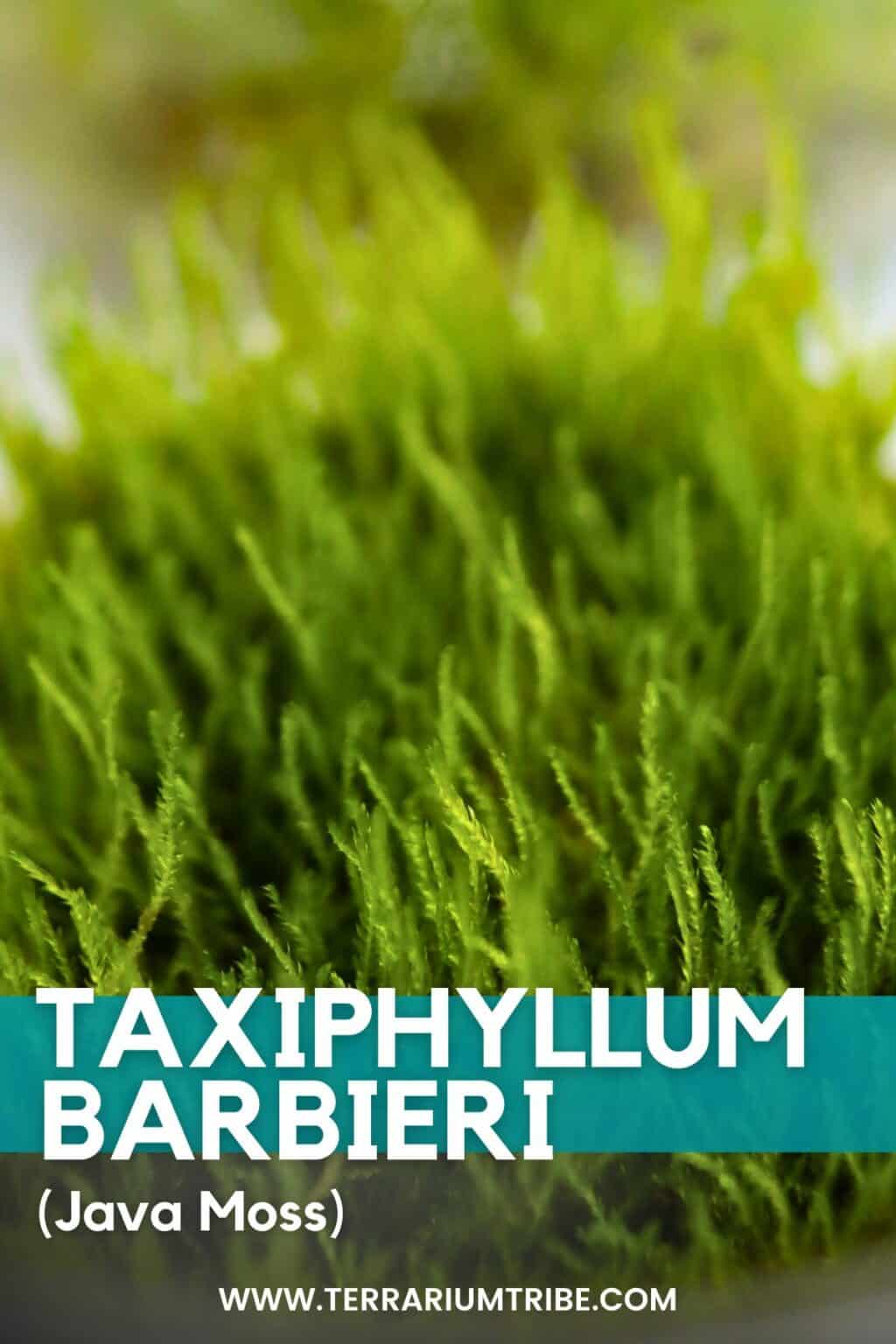 Java Moss (Taxiphyllum barbieri): Care & Growth Guide
