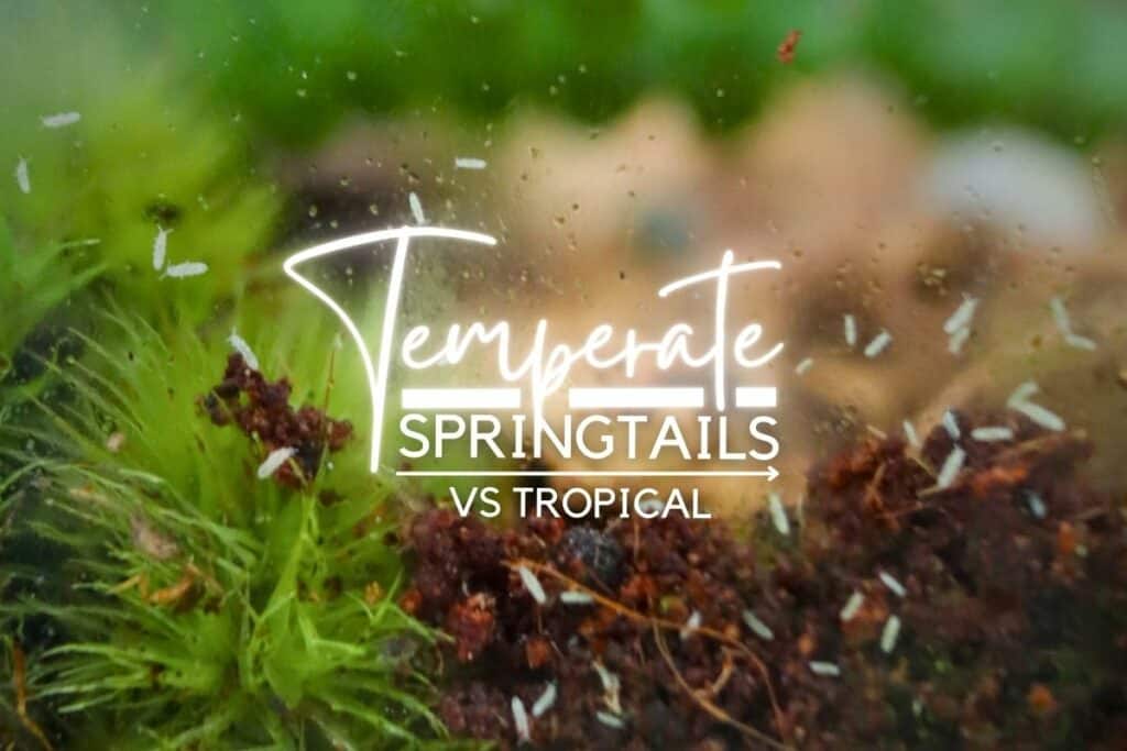 Temperate vs Tropical Springtails - What’s the Difference? - Terrarium ...
