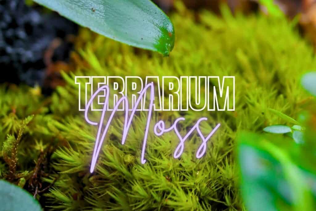 Terrarium Moss: The Secret to a Vibrant Terrarium