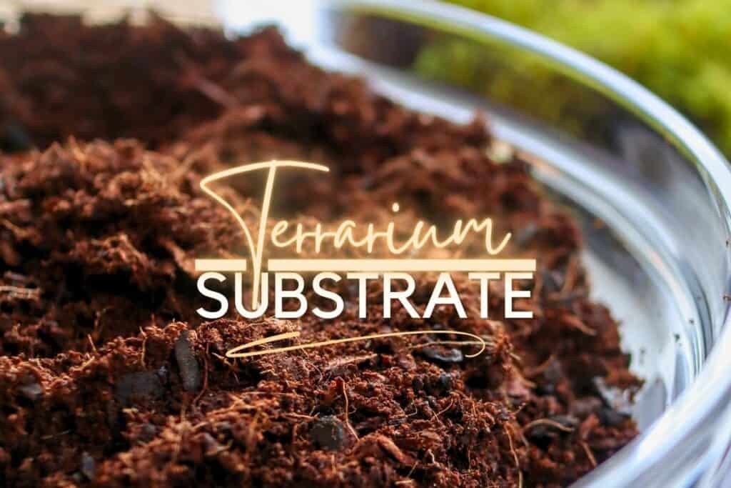 Terrarium Substrate: A Hands-on Guide (+ Best Soil Mixes) - Terrarium Tribe