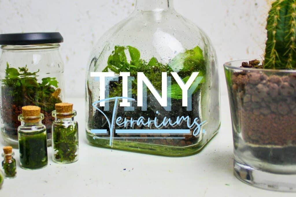How to Make a Mini Terrarium: 5 Tiny Terrariums to Try Today