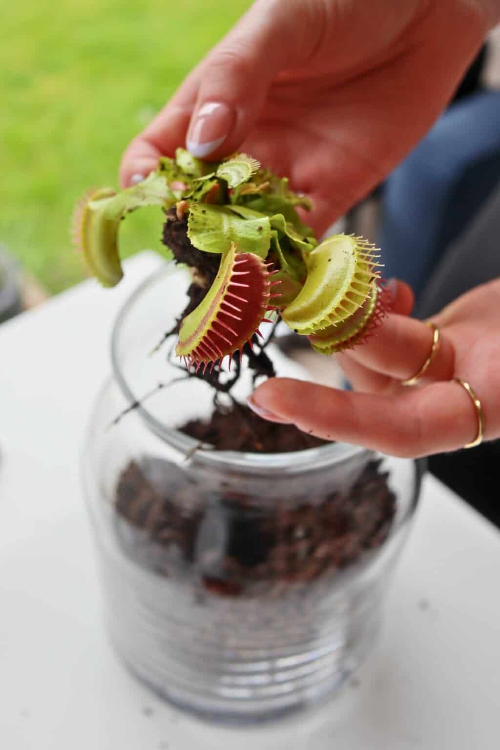 How to Make a DIY Venus Flytrap Terrarium (Will it Work?) - Terrarium Tribe