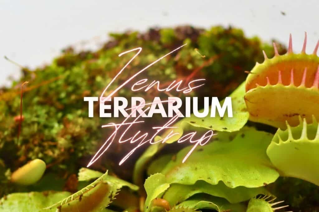 How to Make a DIY Venus Flytrap Terrarium (Will it Work?) - Terrarium Tribe