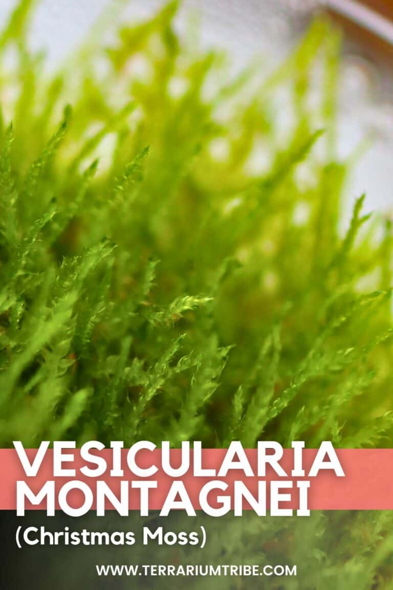 How to Grow Christmas Moss (Vesicularia montagnei)