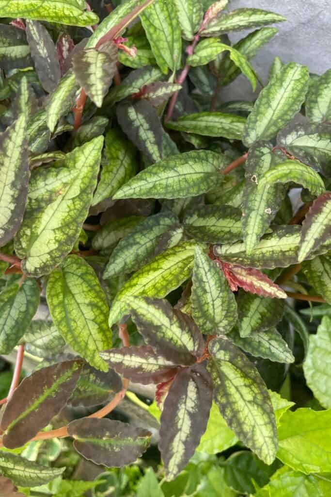 Pellionia repens: Growing the Trailing Watermelon Begonia