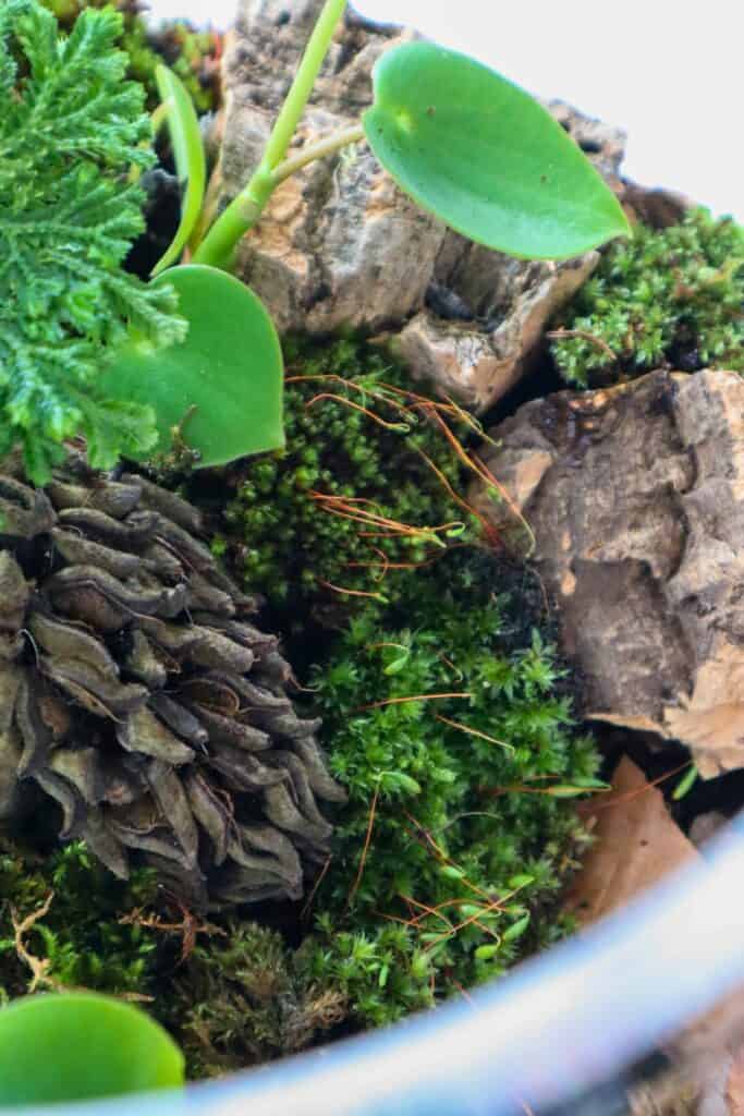 How to Make a Cute Pet Snail Terrarium (Easy Guide)