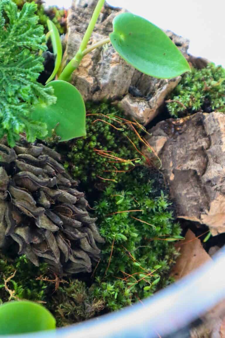 How to Make a Cute Pet Snail Terrarium (Easy Guide)