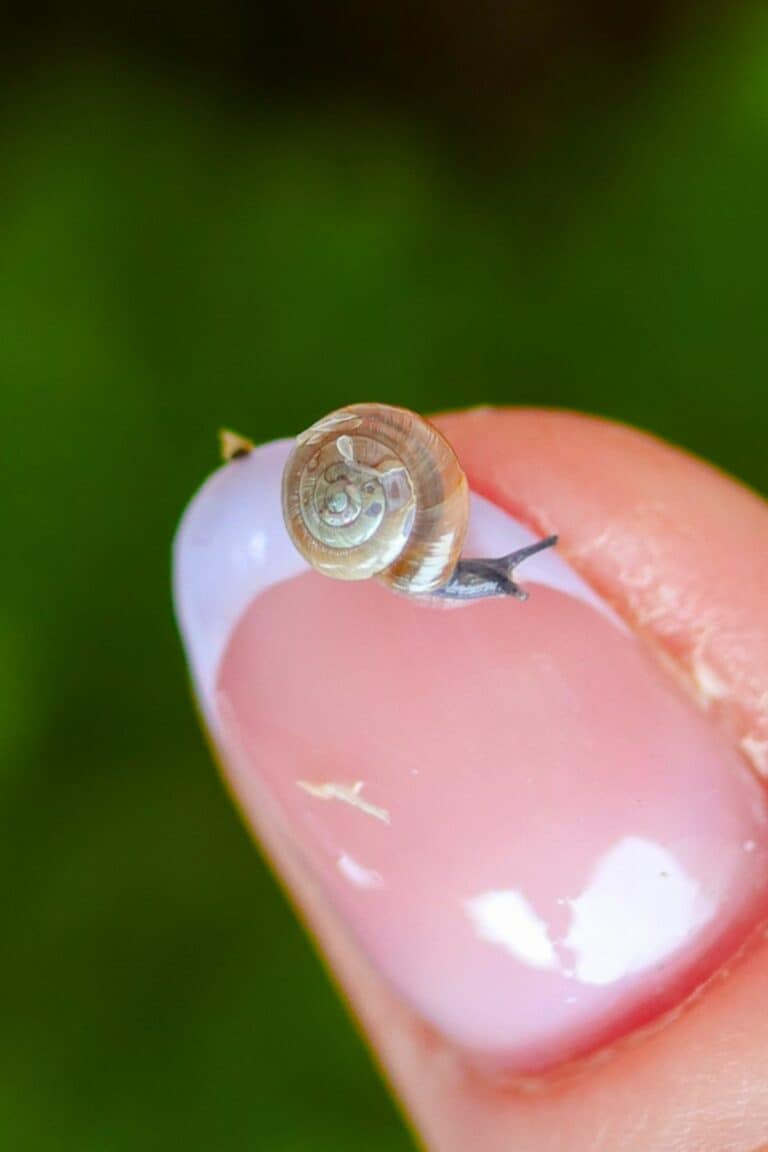 How to Make a Cute Pet Snail Terrarium (Easy Guide)