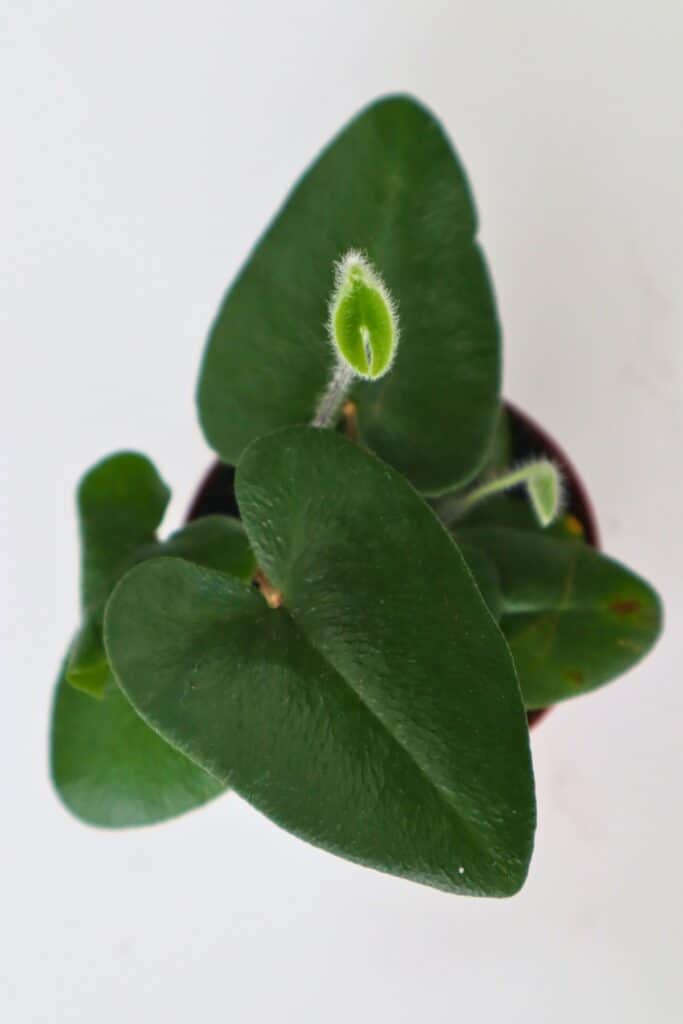 Hemionitis arifolia: How to Grow the Lovely Heart Fern - Terrarium Tribe