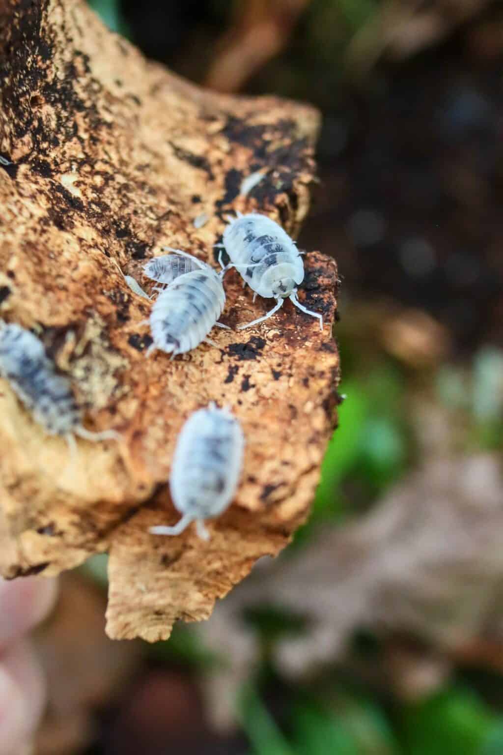 The Best (& Worst) Terrarium Insects and Bugs: 12+ Species