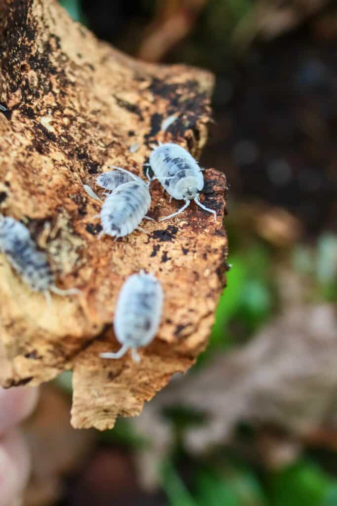 The Best (& Worst) Terrarium Insects and Bugs: 12+ Species