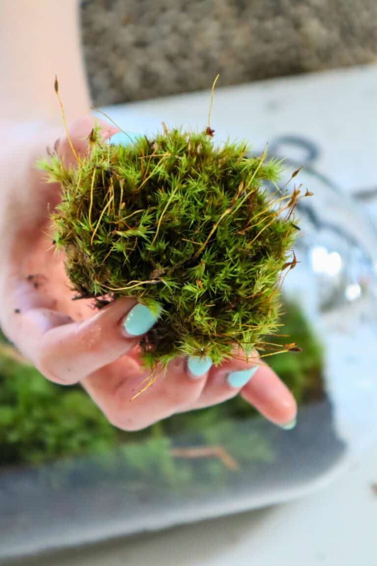 How to Make a Moss Terrarium (DIY Mossarium): Step-by-Step