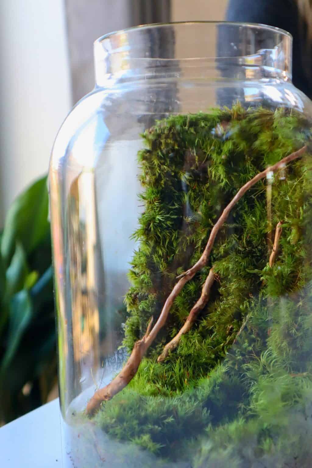 How to Make a Moss Terrarium (DIY Mossarium): Step-by-Step