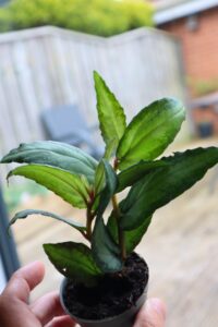 Pellionia repens: Growing the Trailing Watermelon Begonia