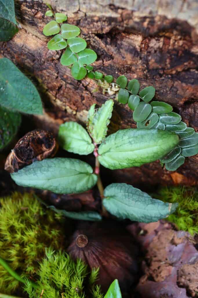 Pellionia repens: Growing the Trailing Watermelon Begonia