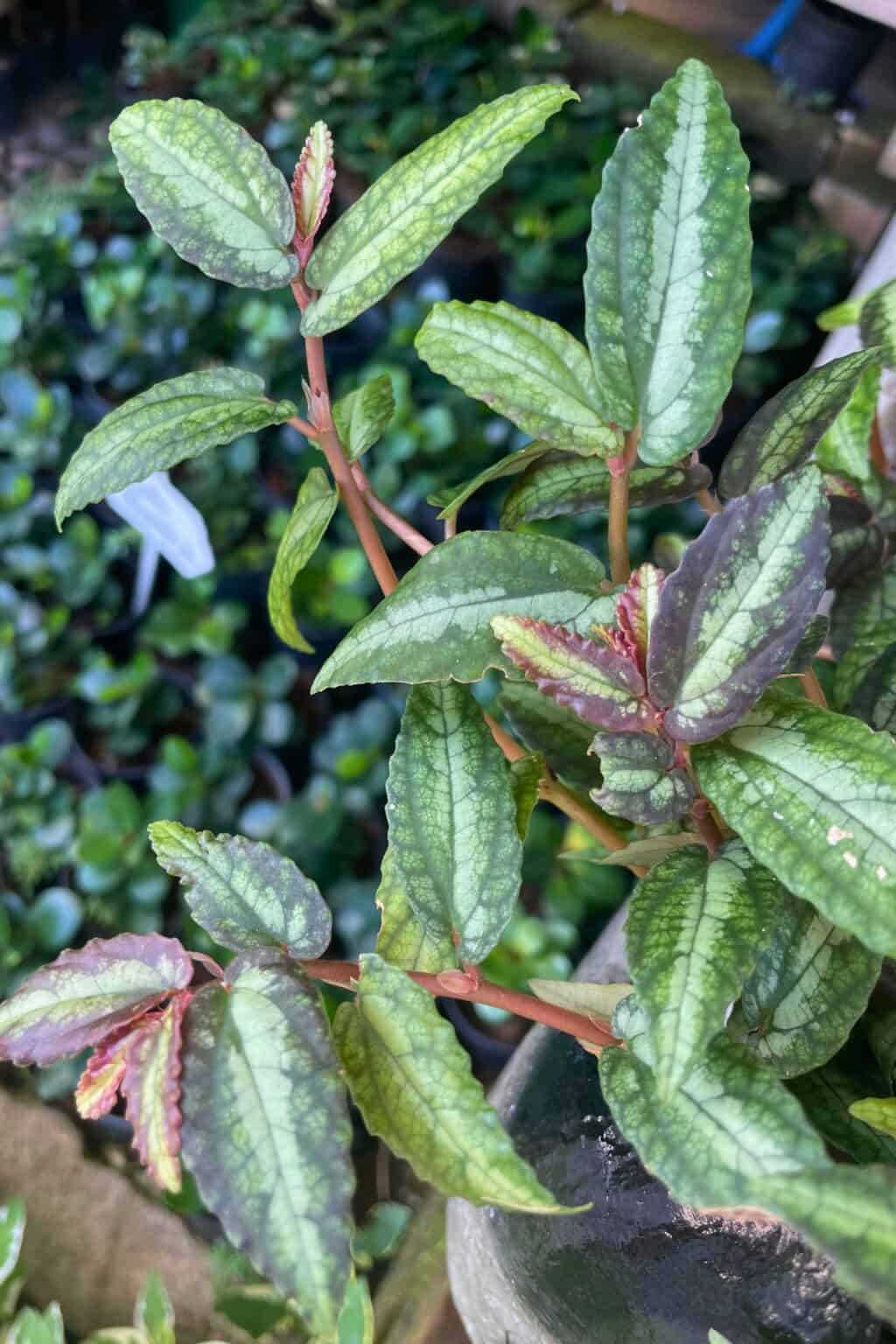 Pellionia repens: Growing the Trailing Watermelon Begonia