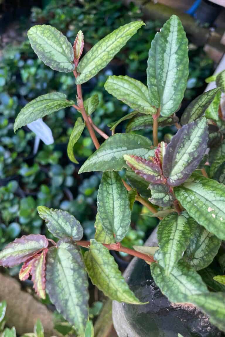 Pellionia repens: Growing the Trailing Watermelon Begonia