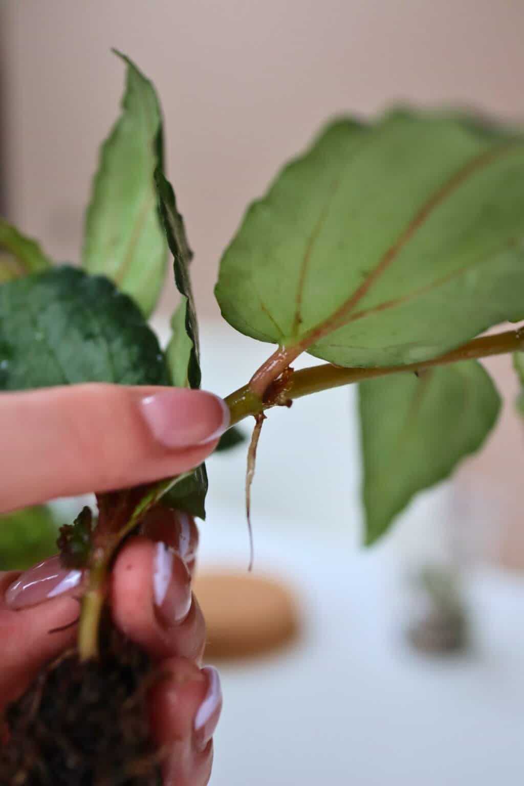 Pellionia repens: Growing the Trailing Watermelon Begonia