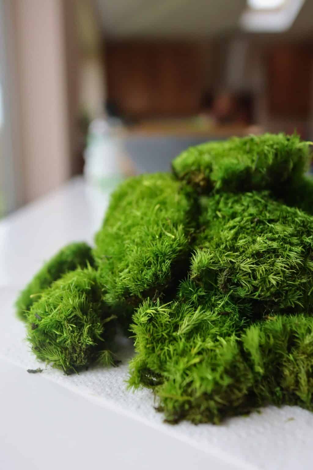 Preserved Moss: Best Types and Creative Applications