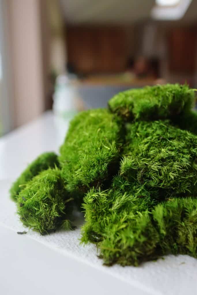 Preserved Moss: Best Types and Creative Applications