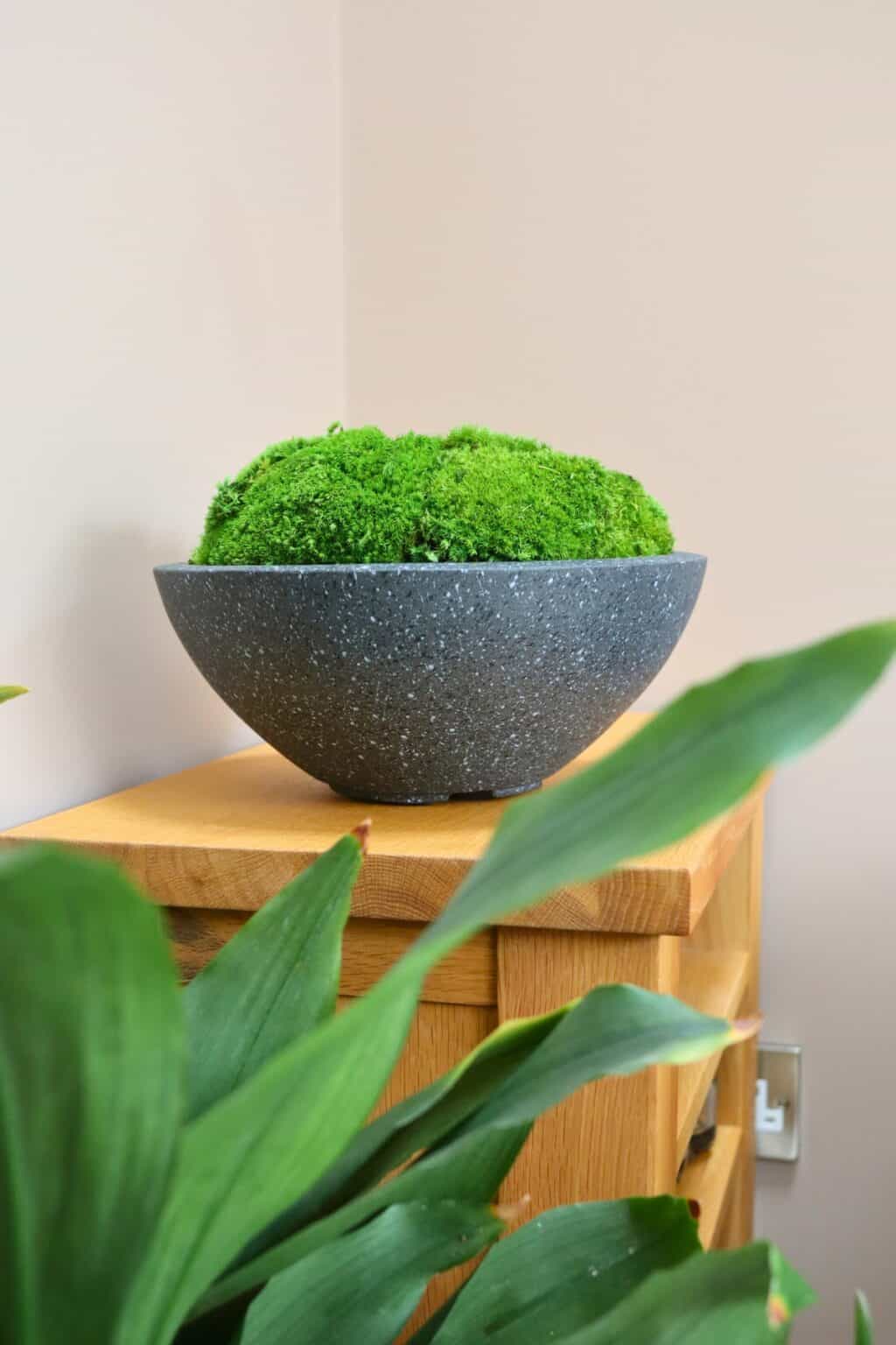 Preserved Moss: Best Types and Creative Applications