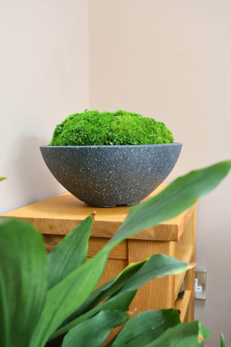 Preserved Moss: Best Types and Creative Applications