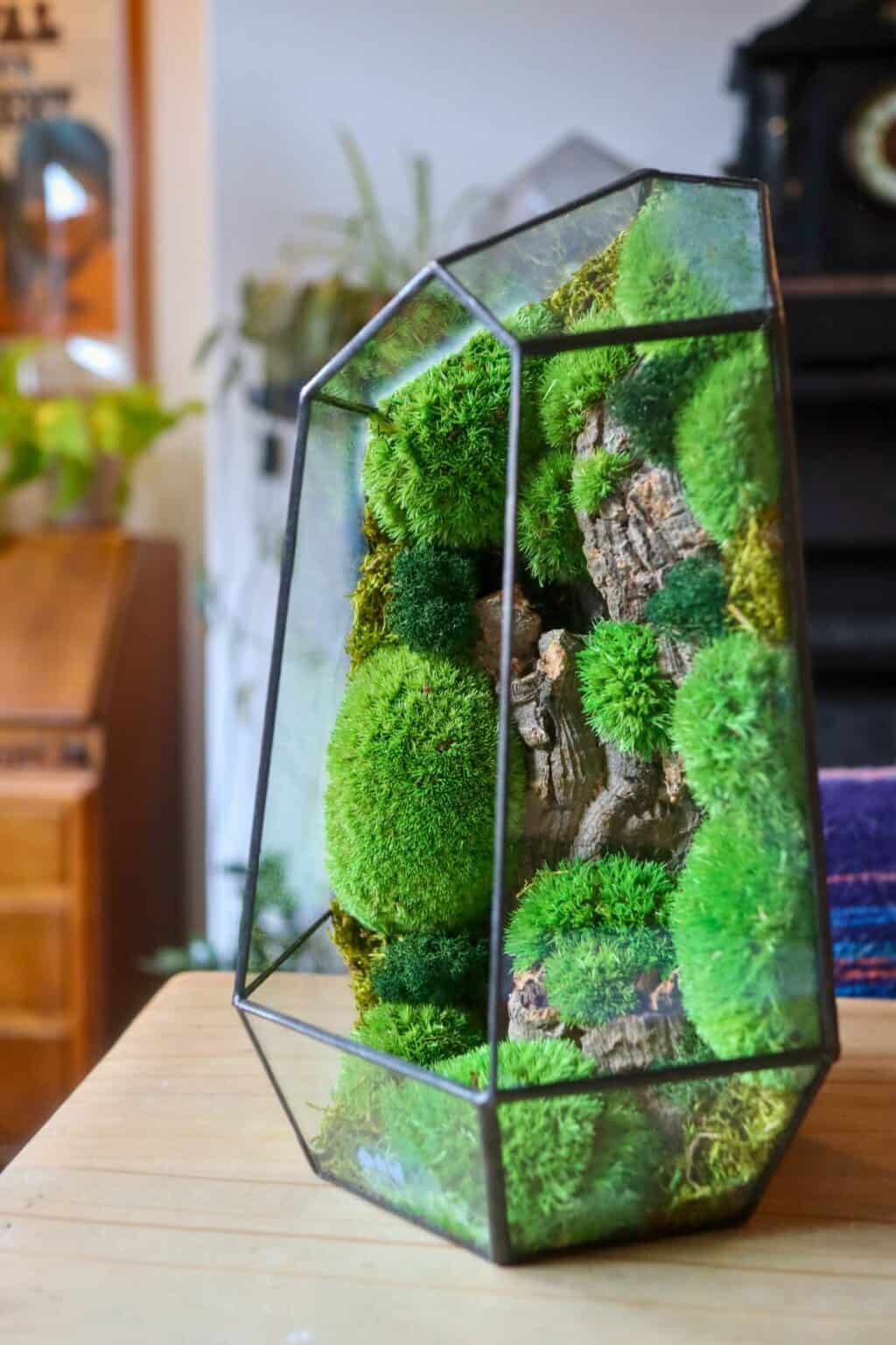 Preserved Moss: Best Types and Creative Applications