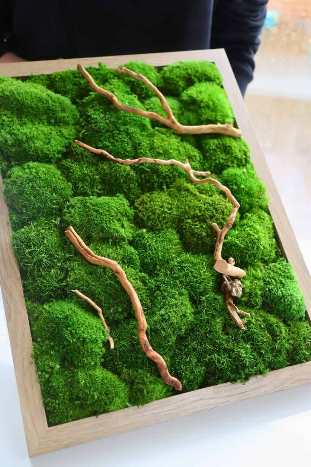 Preserved Moss: Best Types and Creative Applications