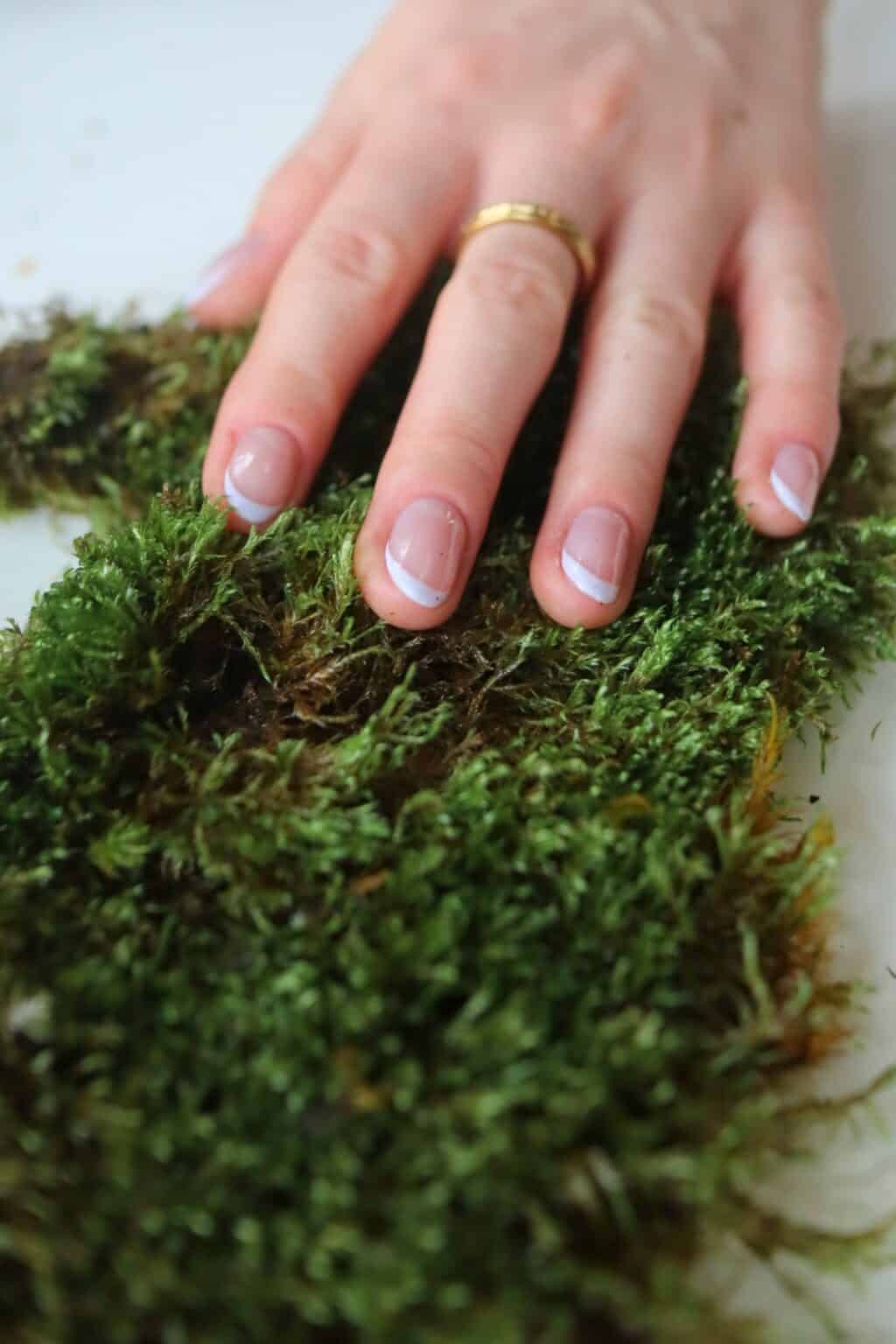 Preserved Moss: Best Types and Creative Applications