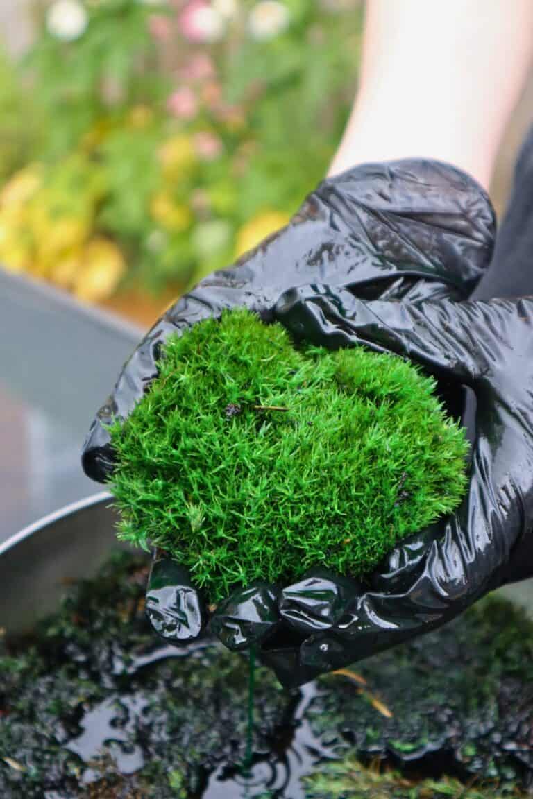 Preserved Moss: Best Types and Creative Applications