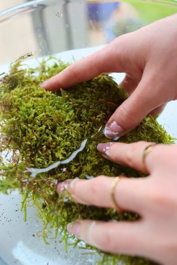 Preserved Moss: Best Types and Creative Applications