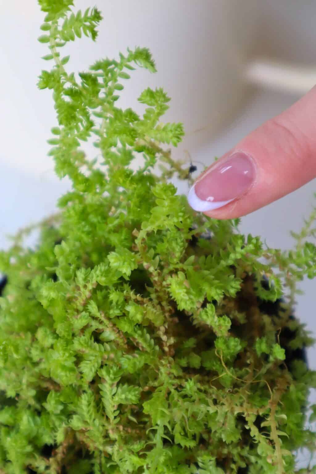 Selaginella kraussiana - Secrets of the Golden Clubmoss - Terrarium Tribe