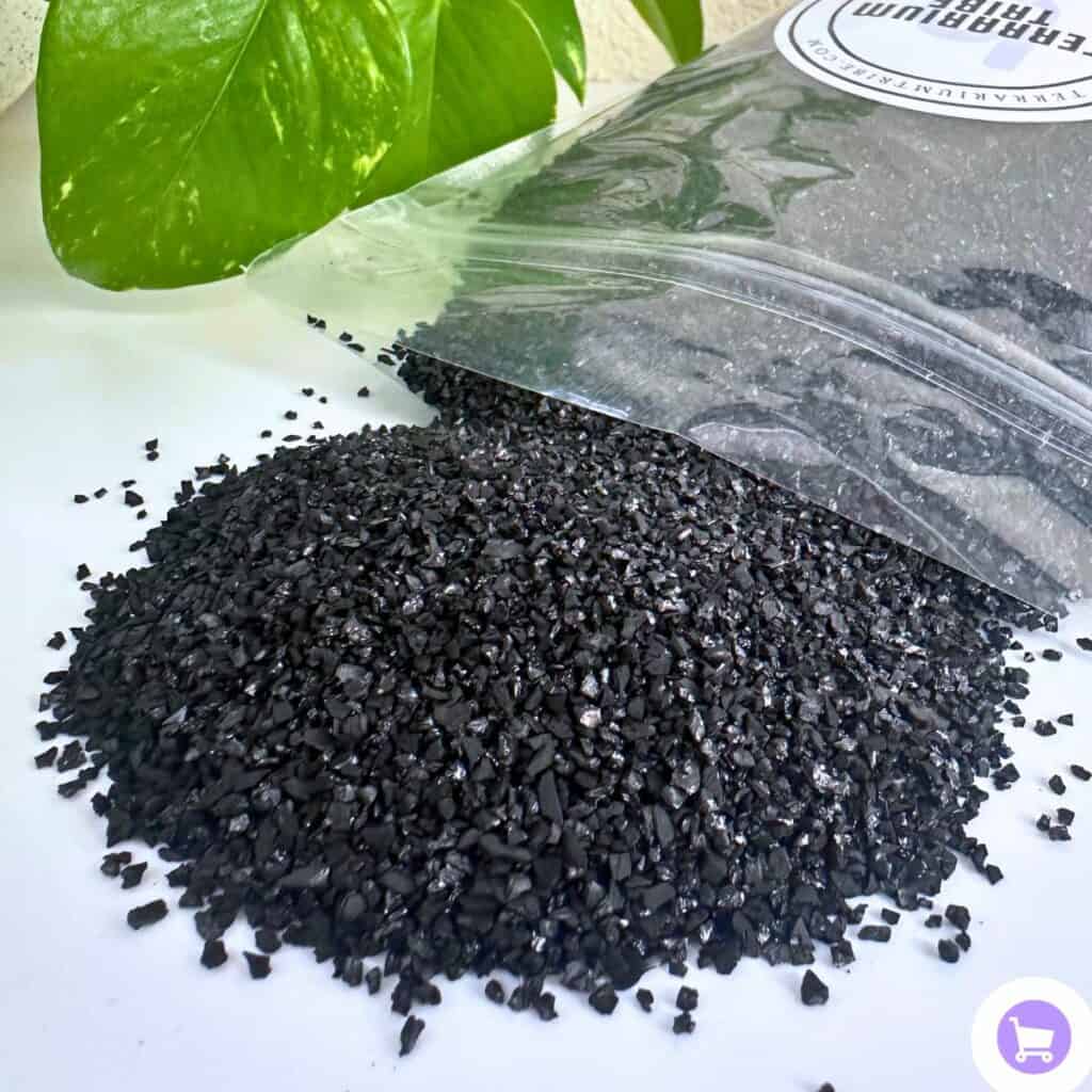 How to Fix Mold in Terrariums (7 Easy Tips & Tricks) - Terrarium Tribe