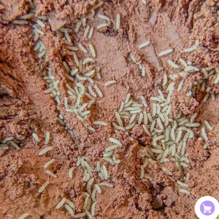 Springtails in Terrariums: Say Goodbye to Mold! (For Good) - Terrarium ...