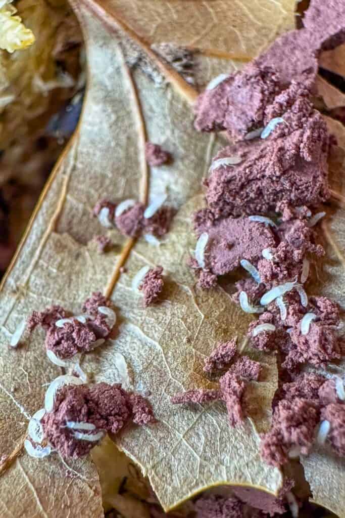 Springtails in Terrariums: Say Goodbye to Mold! (For Good) - Terrarium ...