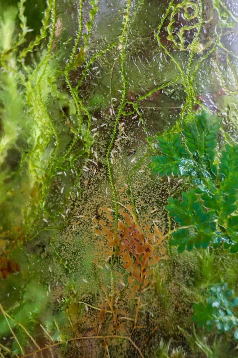 Springtails in Terrariums: Say Goodbye to Mold! (For Good) - Terrarium ...