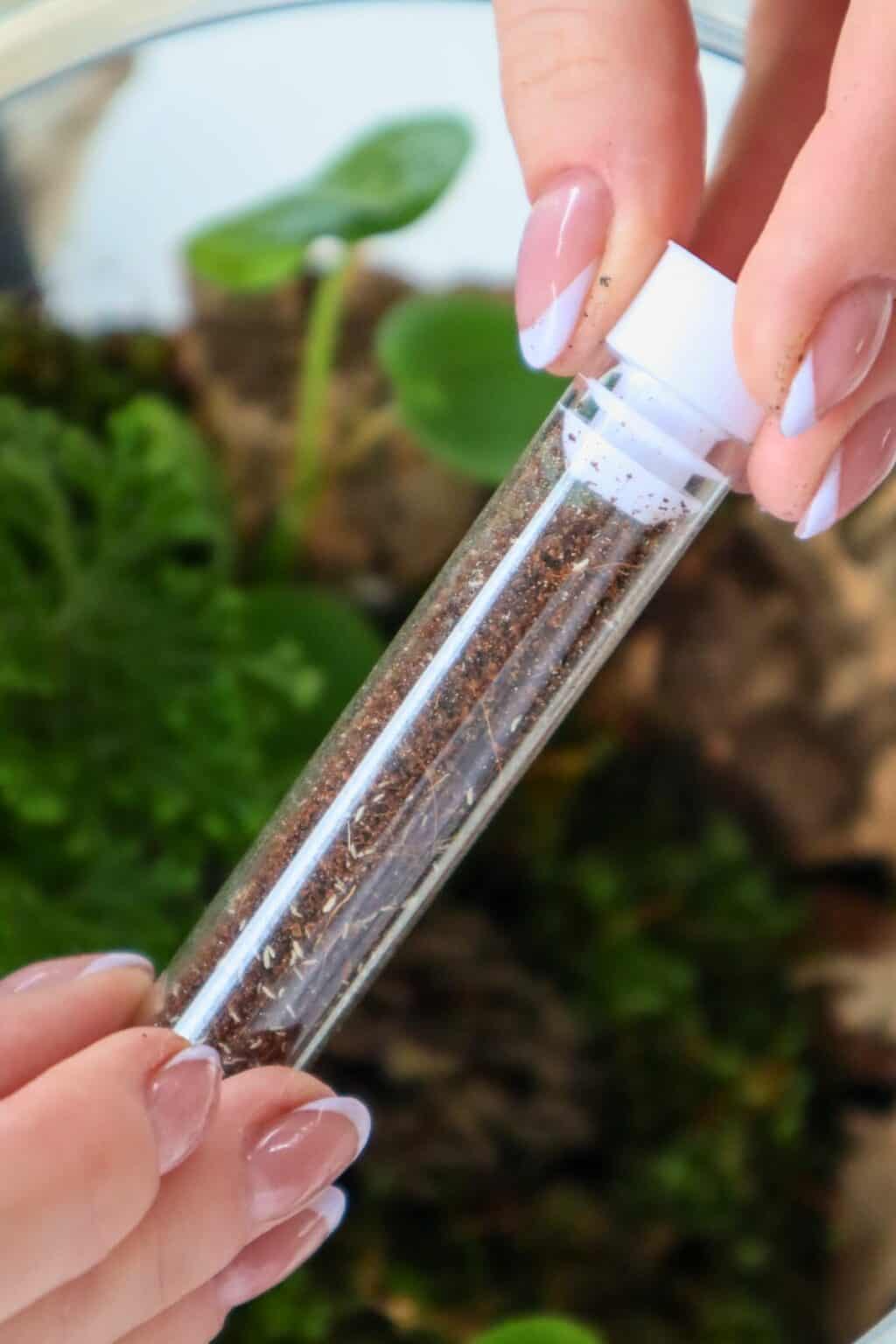 Springtails in Terrariums: Say Goodbye to Mold! (For Good) - Terrarium ...