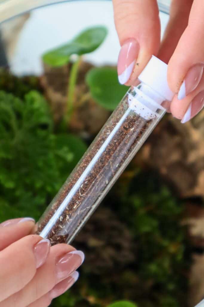 Springtails in Terrariums: Say Goodbye to Mold! (For Good) - Terrarium ...