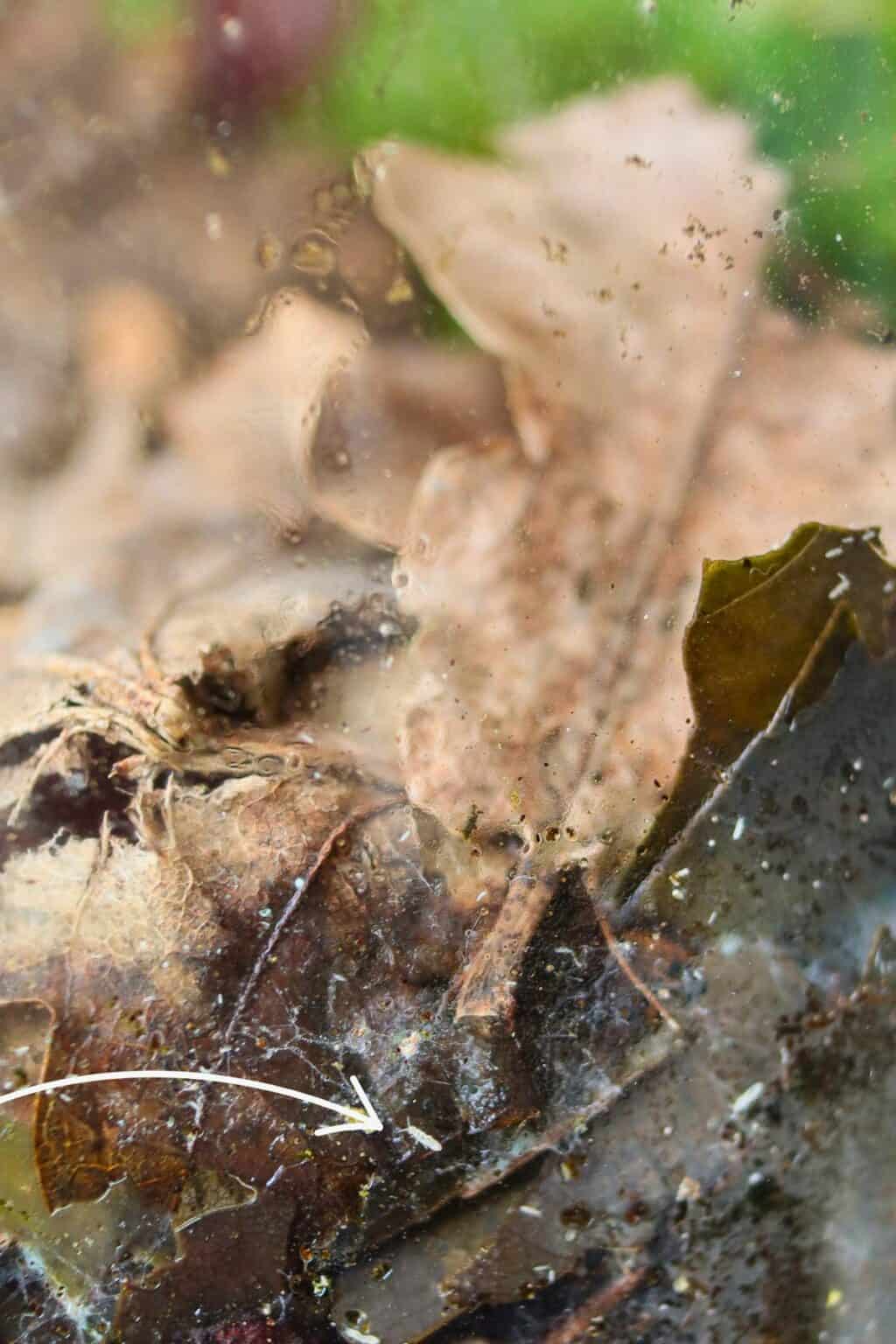 Springtails in Terrariums: Say Goodbye to Mold! (For Good) - Terrarium ...