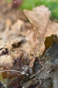 Springtails in Terrariums: Say Goodbye to Mold! (For Good) - Terrarium ...