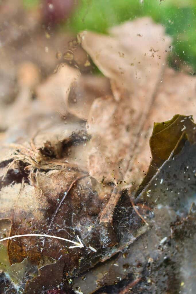 Springtails in Terrariums: Say Goodbye to Mold! (For Good) - Terrarium ...